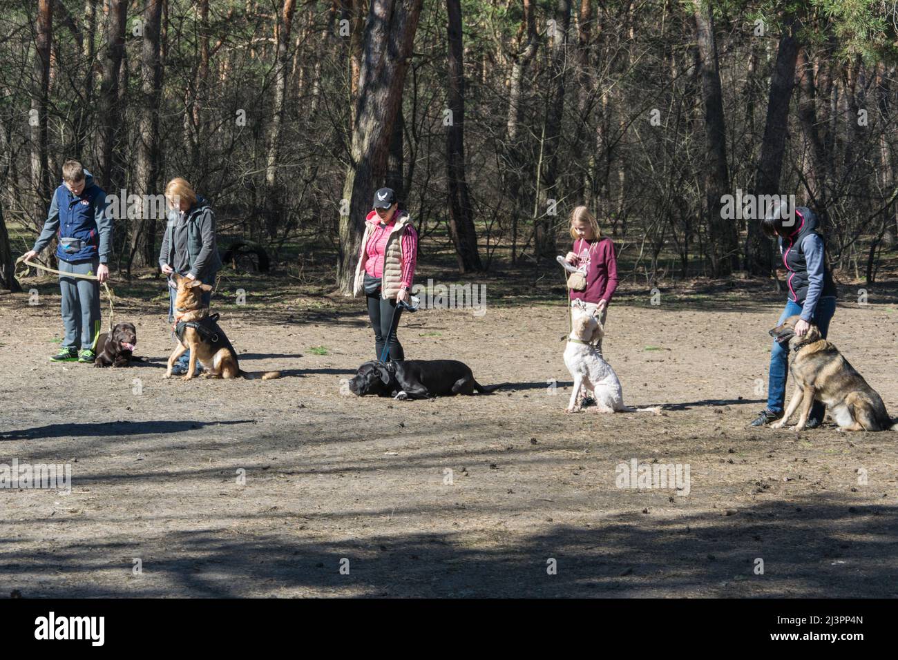 Dog training. A group of people training their dogs in obedience Stock ...