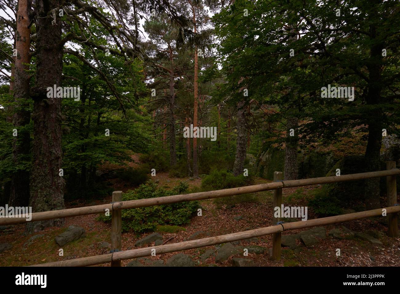 Deep pine forest hi-res stock photography and images - Alamy