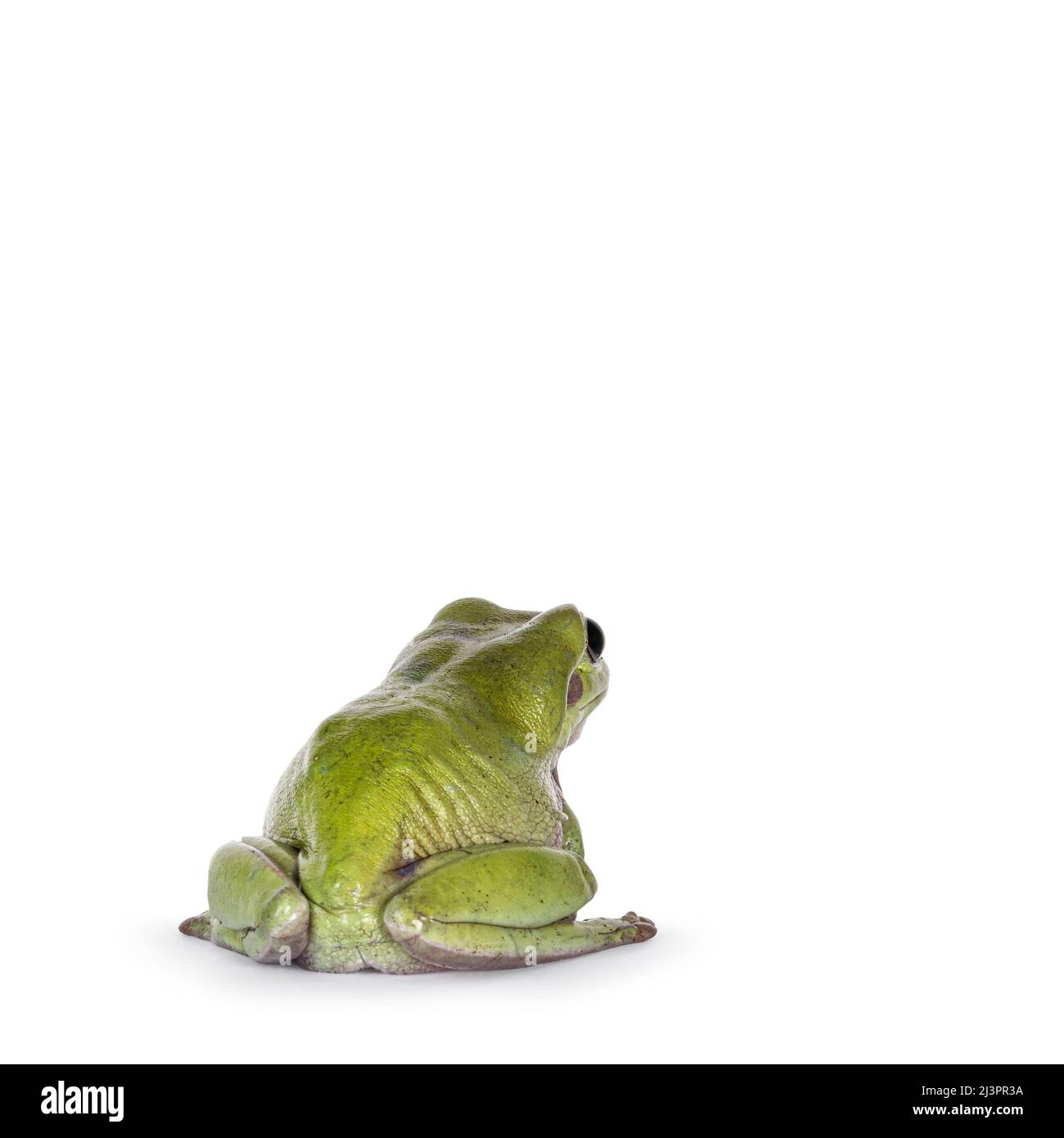 Green tree frog aka Ranoidea caerulea, sitting backwards. Showing back ...