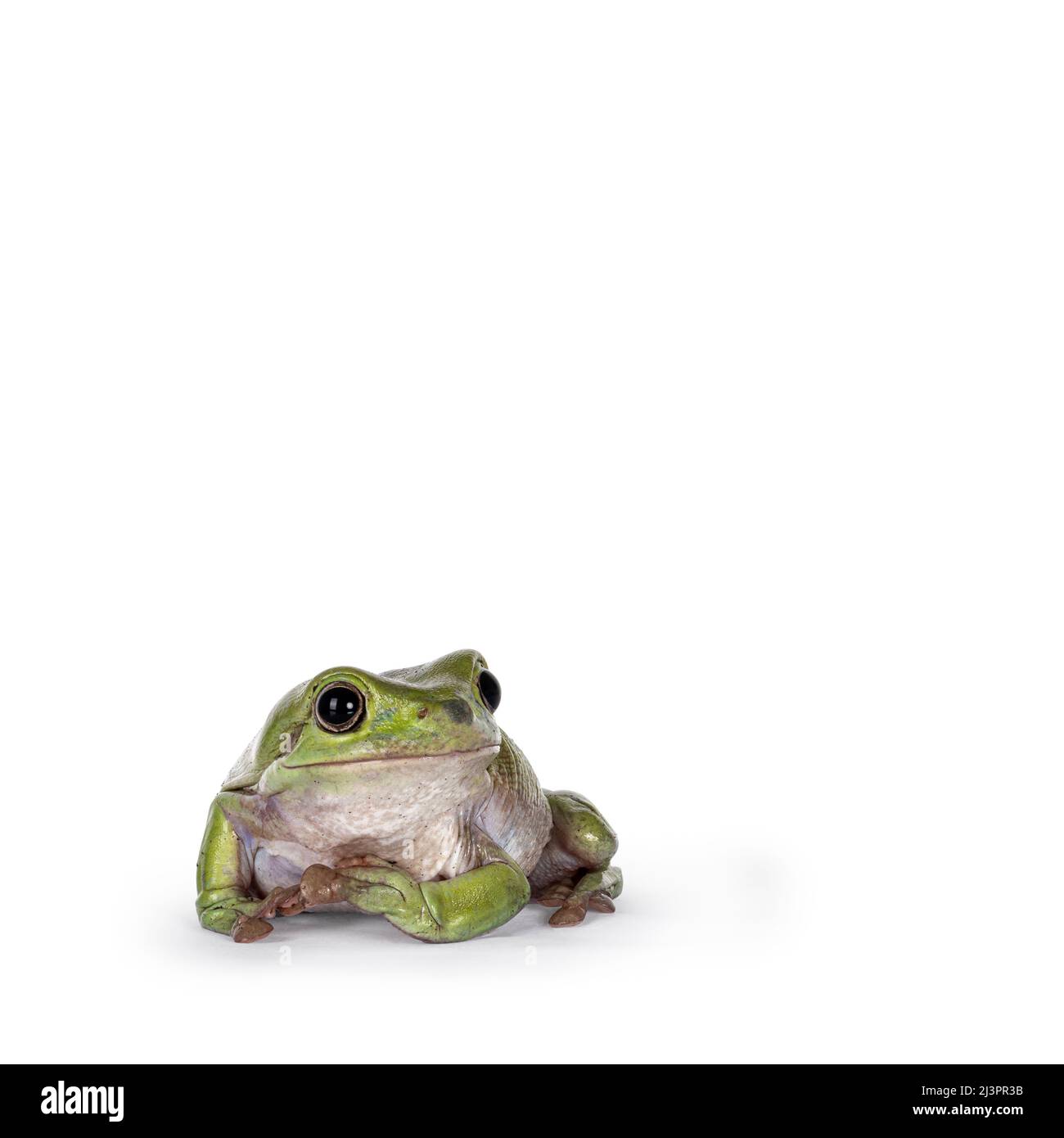 Green tree frog aka Ranoidea caerulea, sitting facing front. Looking ...