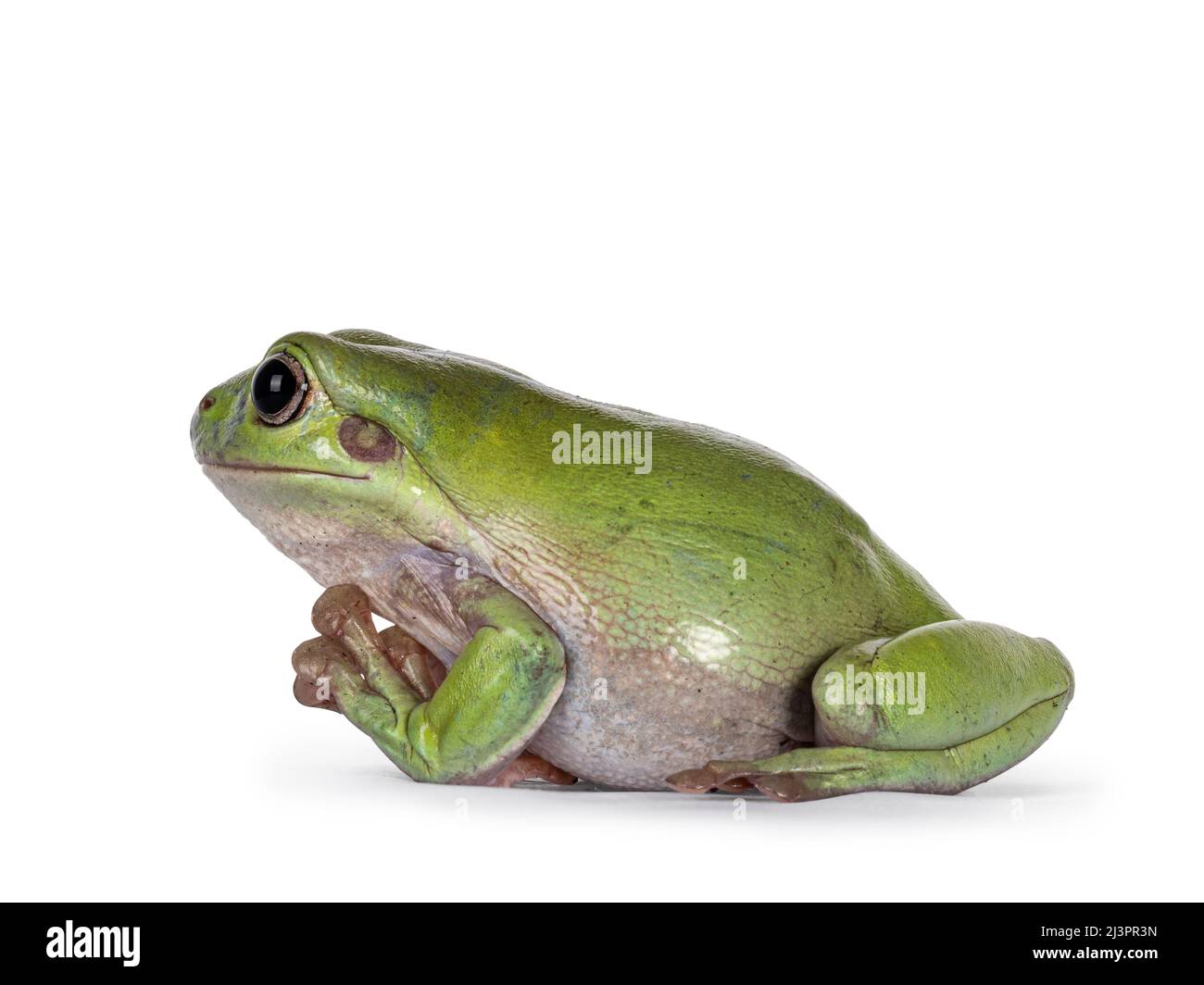 Green tree frog aka Ranoidea caerulea, sitting side ways. Looking away ...