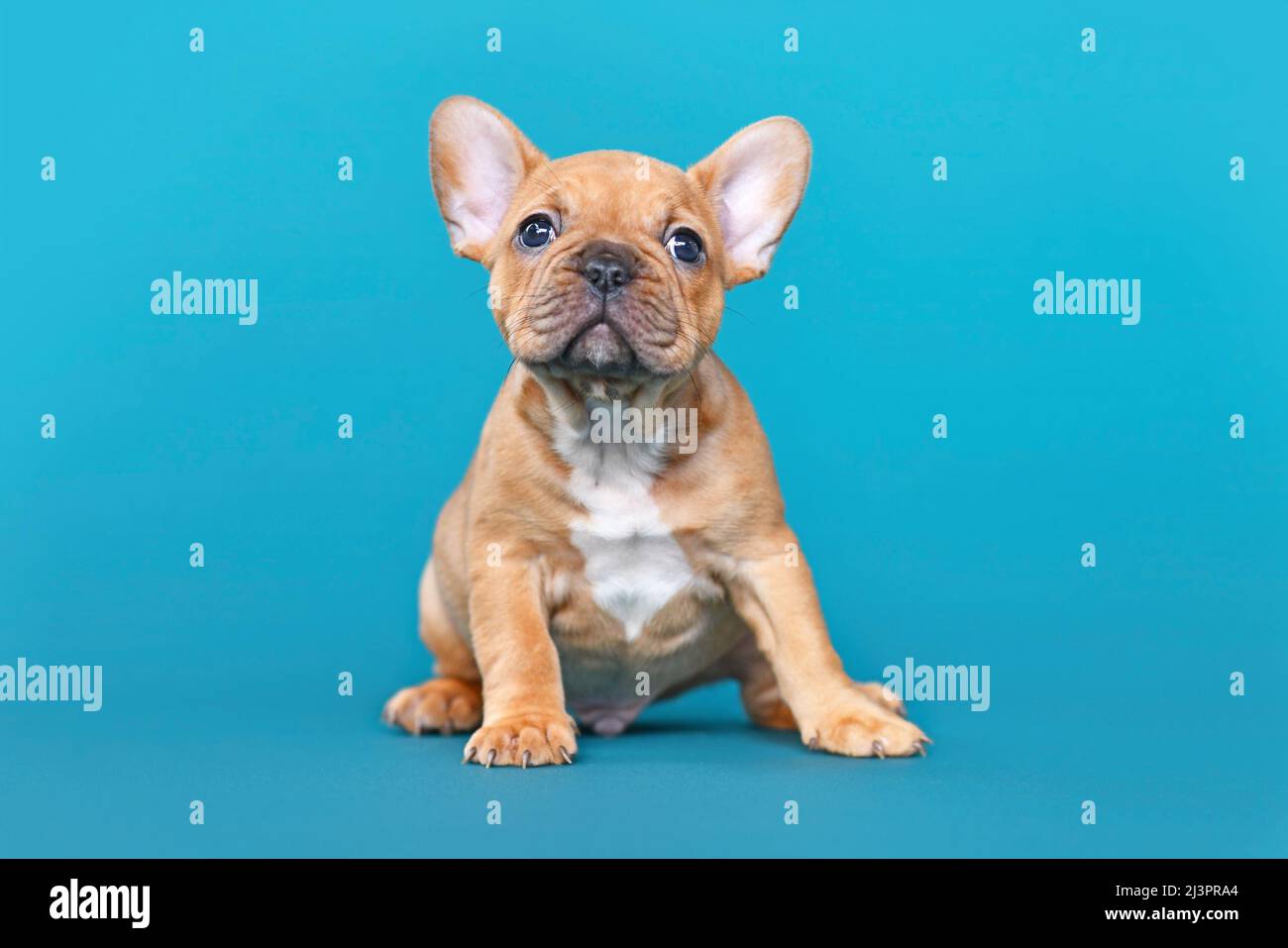 Red fawn French Bulldog dog puppy on blue background Stock Photo - Alamy