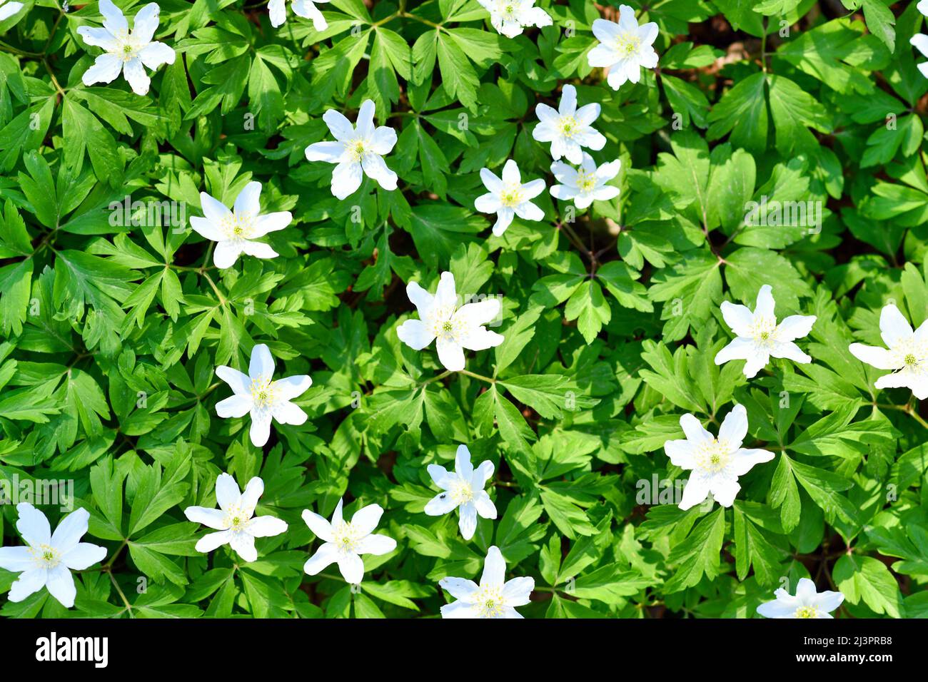 Wood anemon flowers hi-res stock photography and images - Alamy