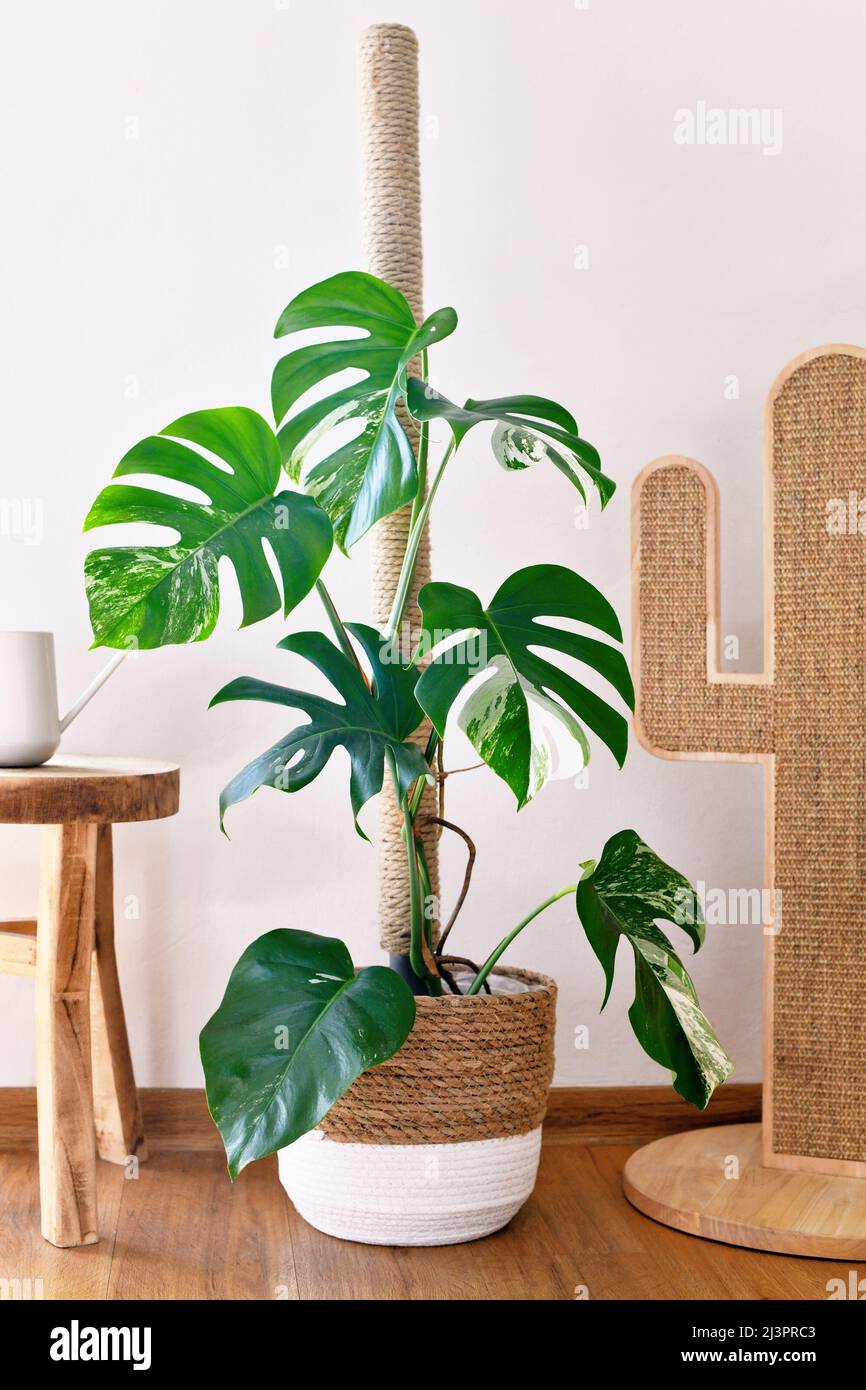 Tropical 'Monstera Deliciosa Variegata' houseplant with white spots on ...