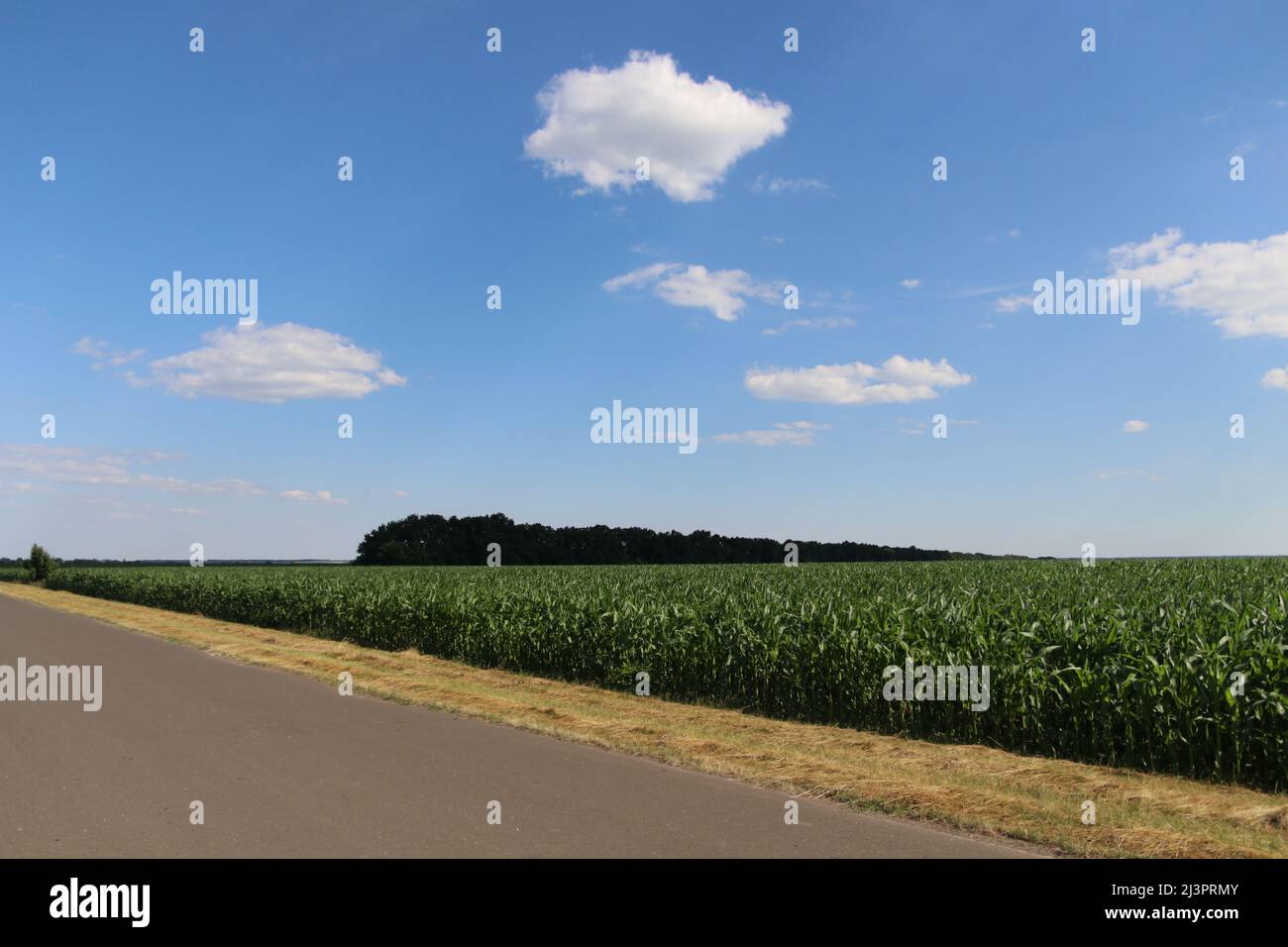 Beautiful view of corn field, blue sky with clouds, straight road ...