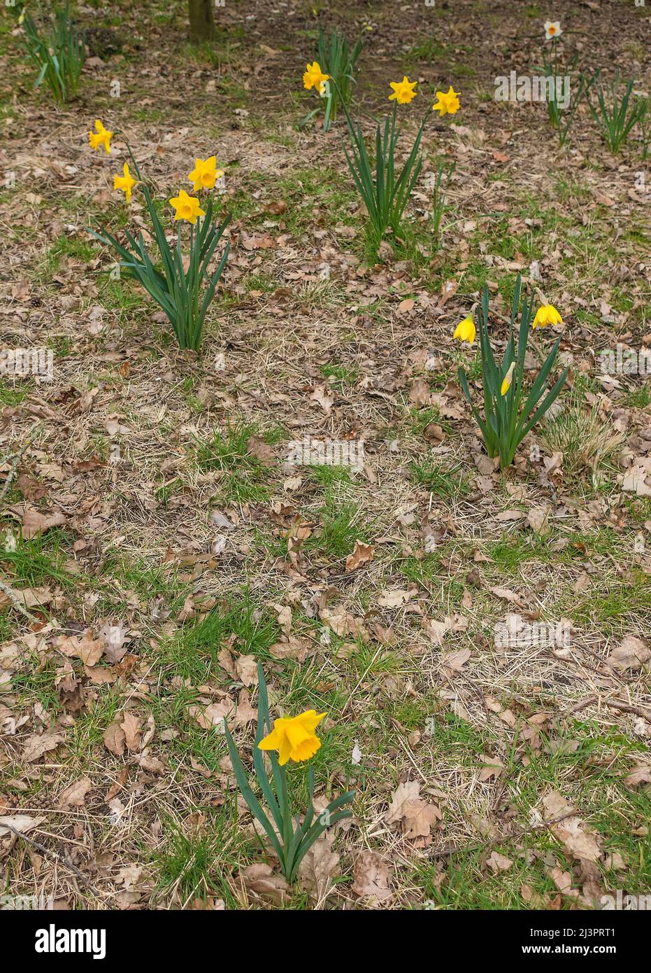 Daffodils in woodland Stock Photo - Alamy