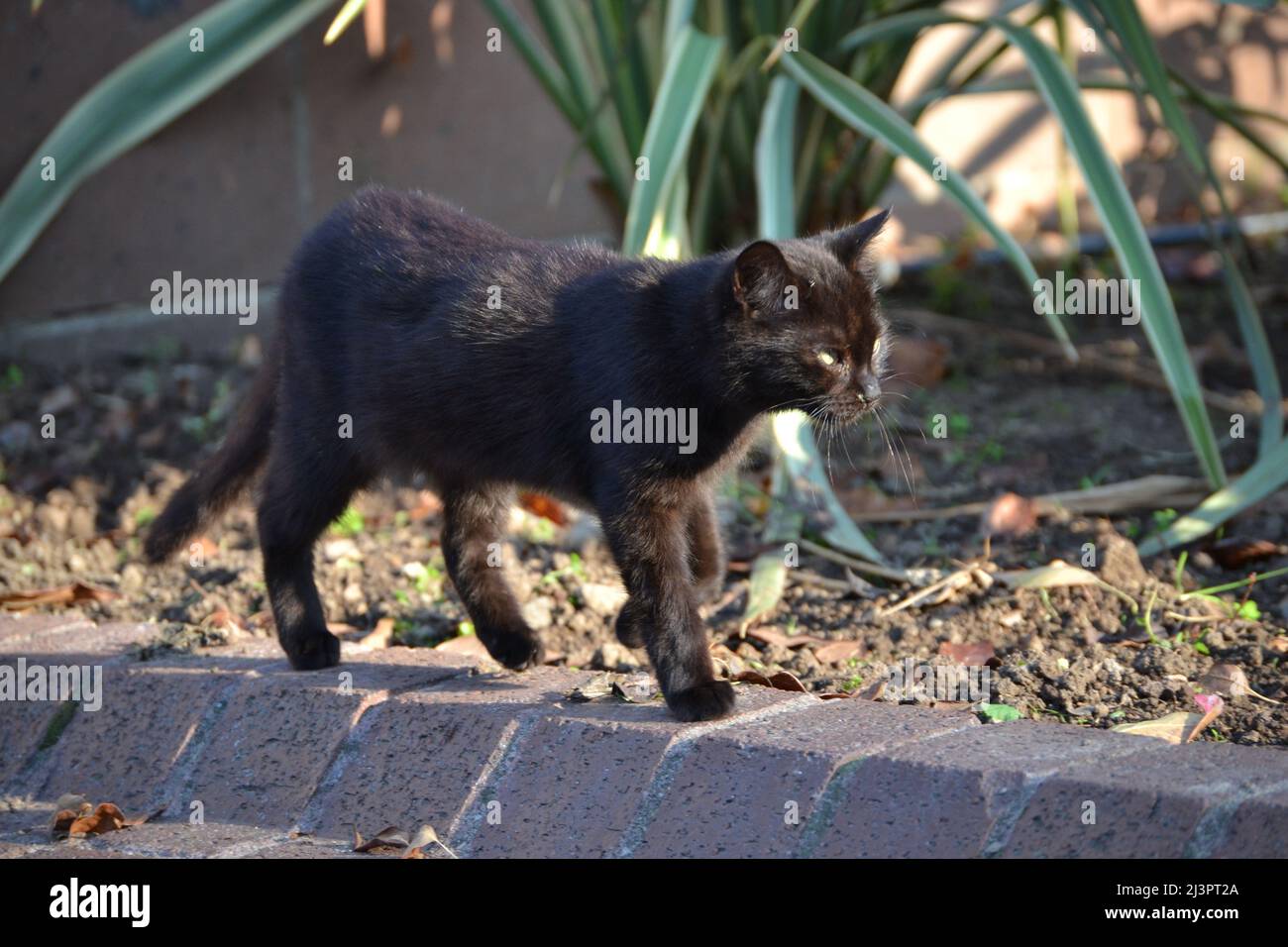 Stray face hi-res stock photography and images - Alamy