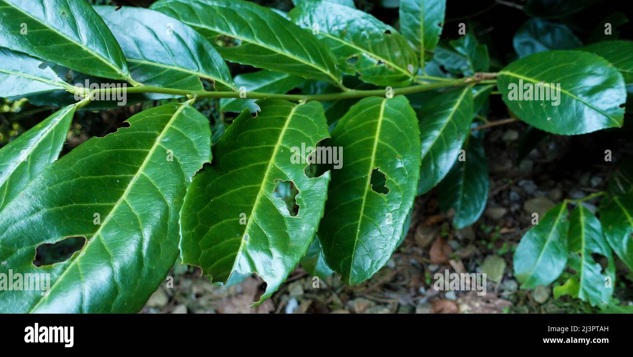 Insect damage leaves hi-res stock photography and images - Alamy