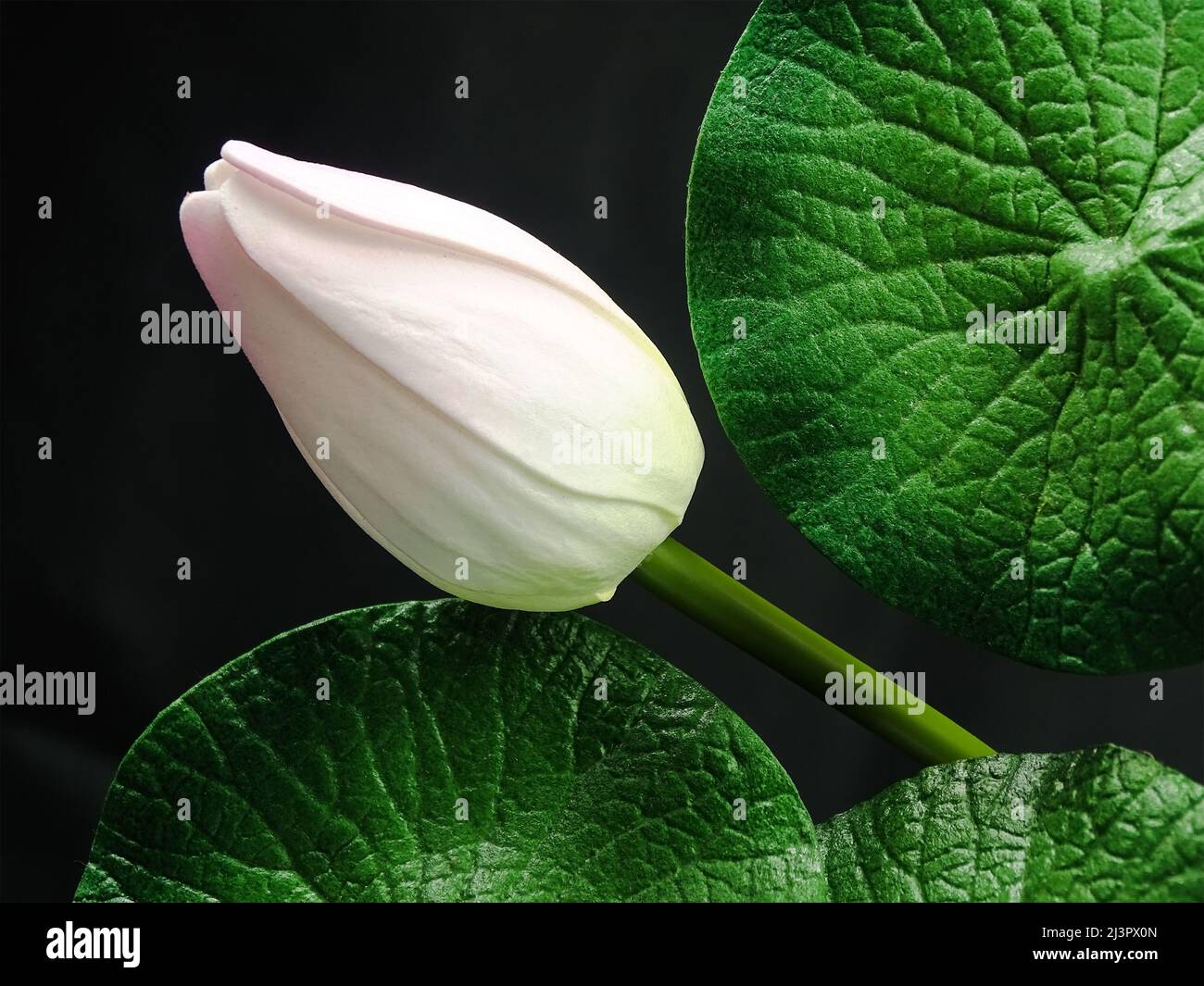Loto flower hi-res stock photography and images - Alamy