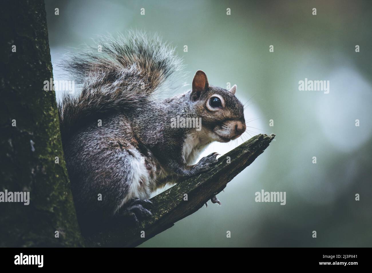 North American squirrel in a deep forest during the winter season Stock ...