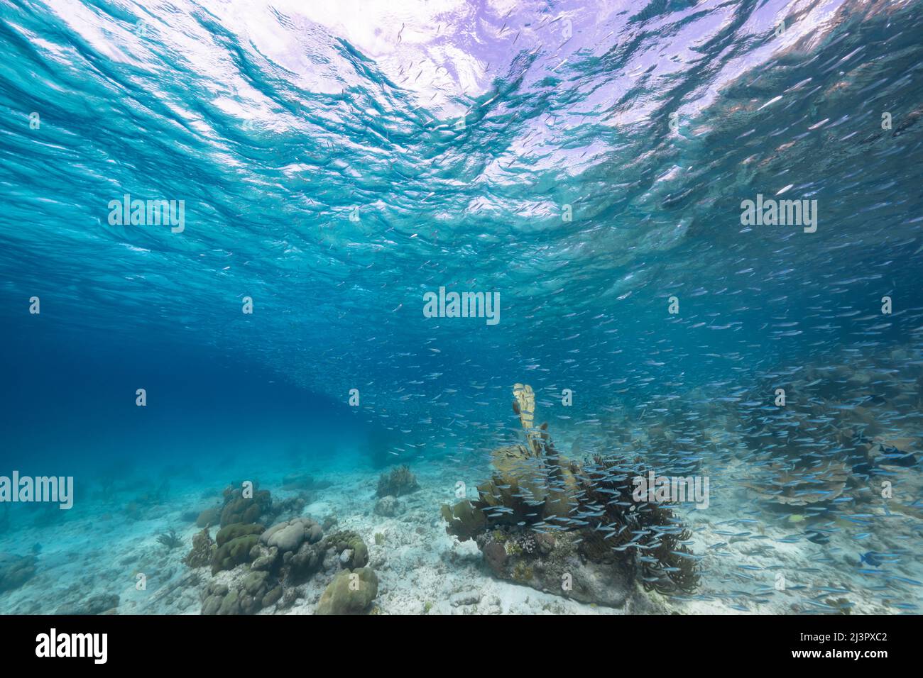 Seascape with School of Fish, juvenile Boga fish in the coral reef of ...