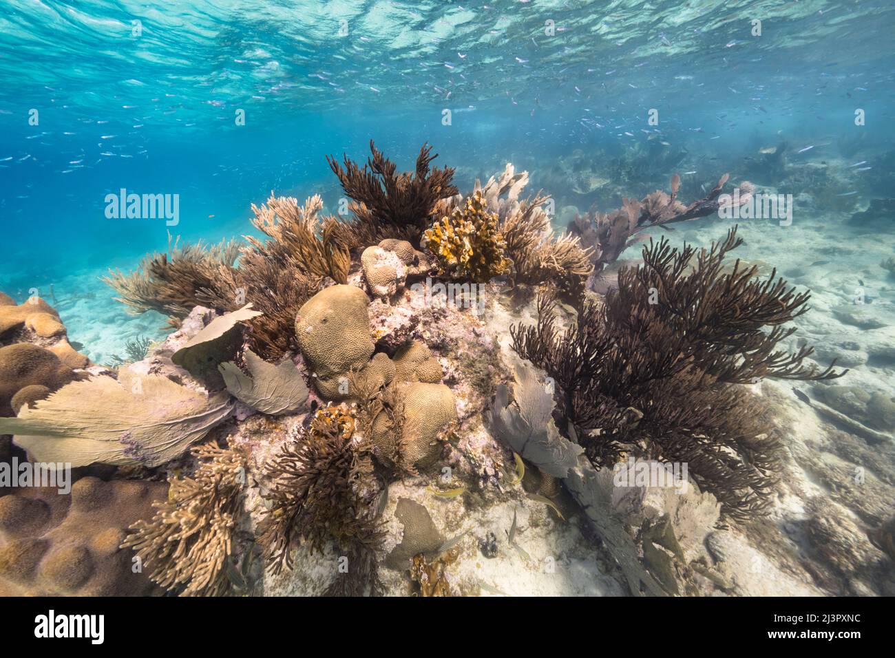 Seascape with various fish, coral, and sponge in the coral reef of the ...