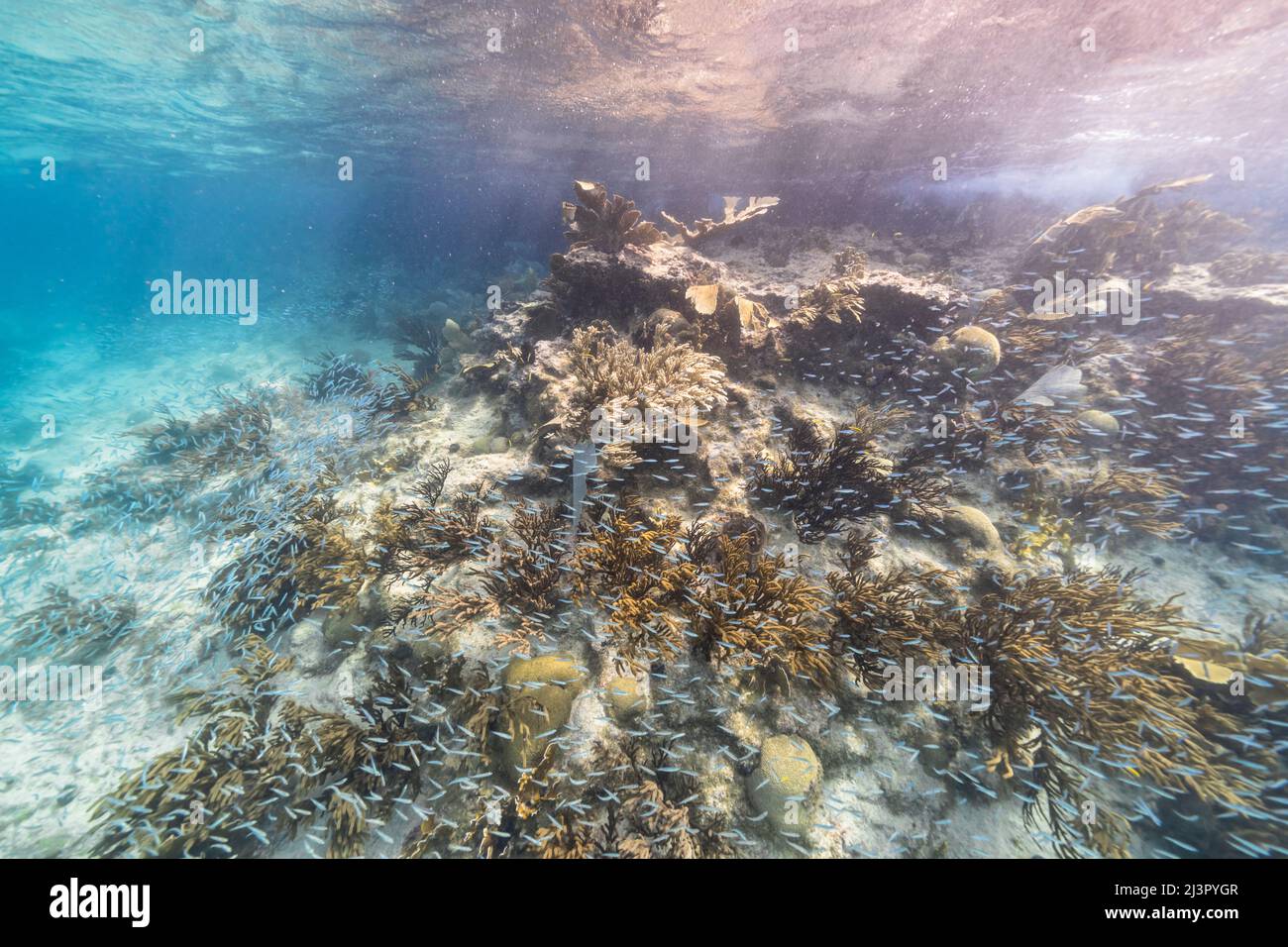 Seascape with School of Fish, juvenile Boga fish in the coral reef of ...