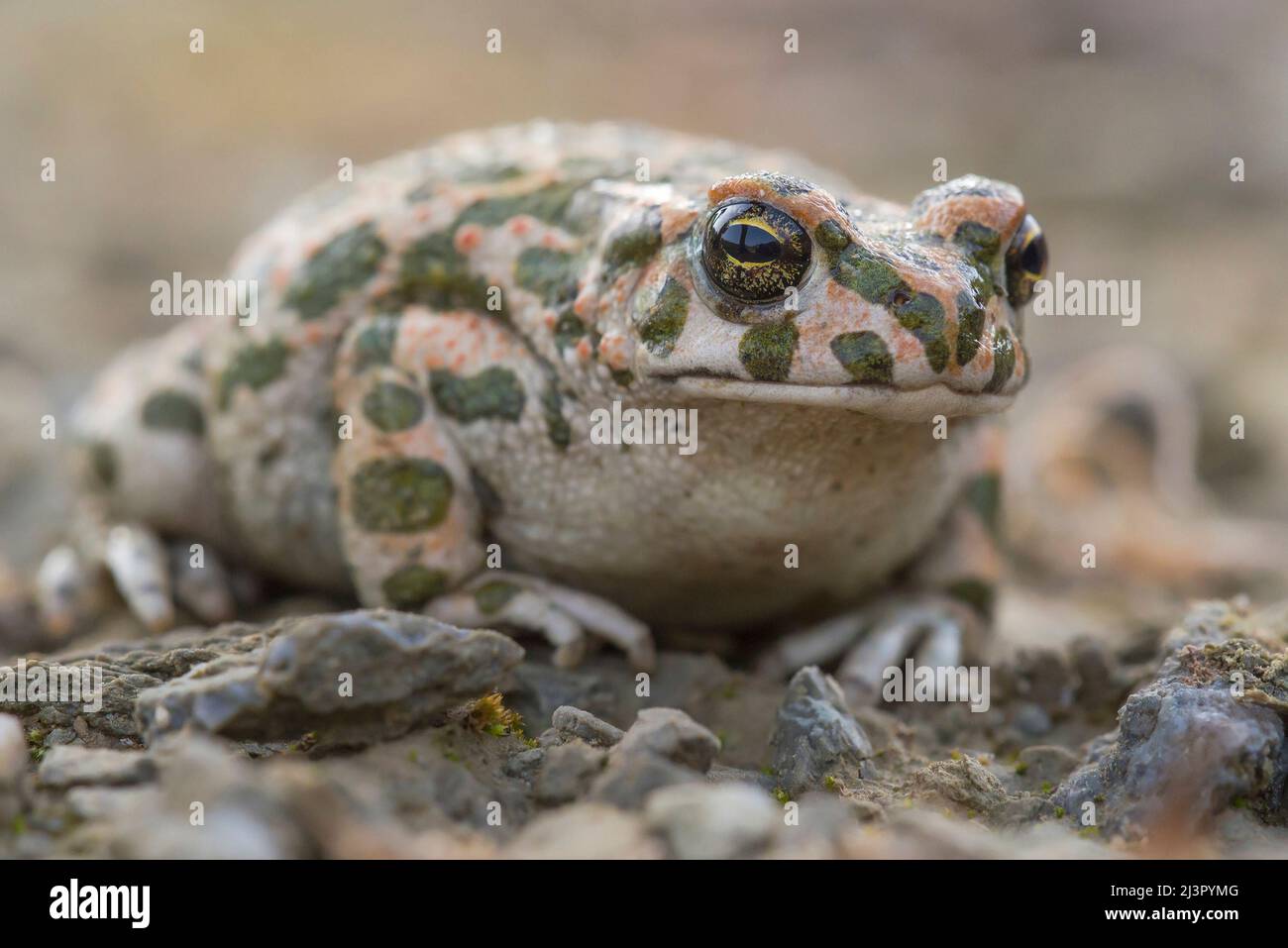 Bufotes viridis hi-res stock photography and images - Alamy