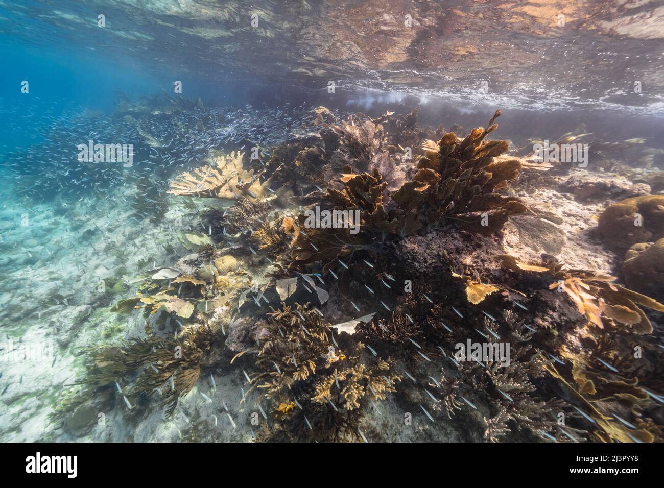 Seascape with School of Fish, juvenile Boga fish in the coral reef of ...