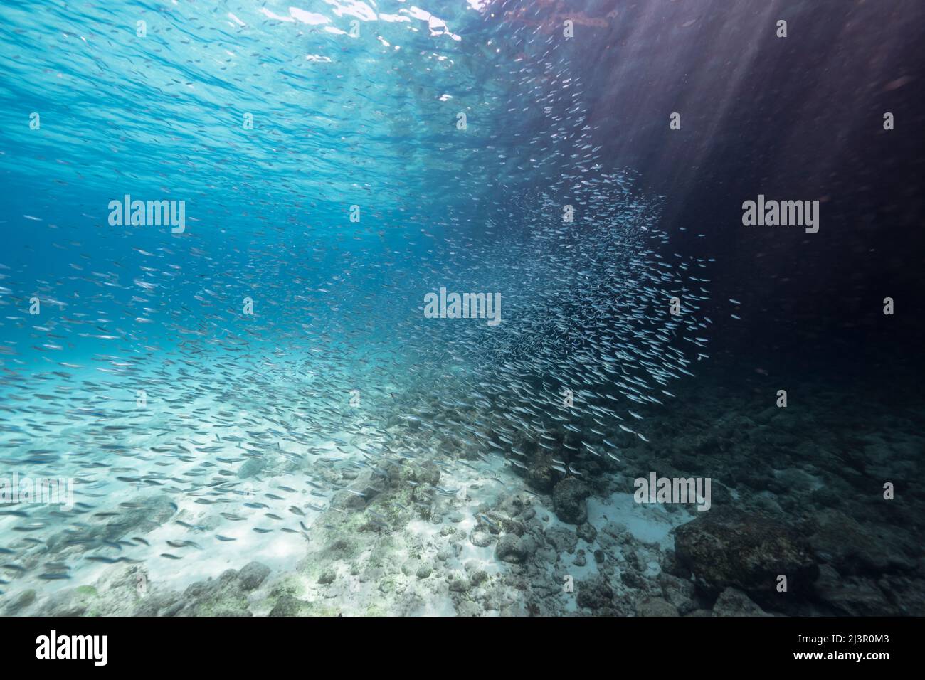 Seascape with School of Fish, juvenile Boga fish in the coral reef of ...