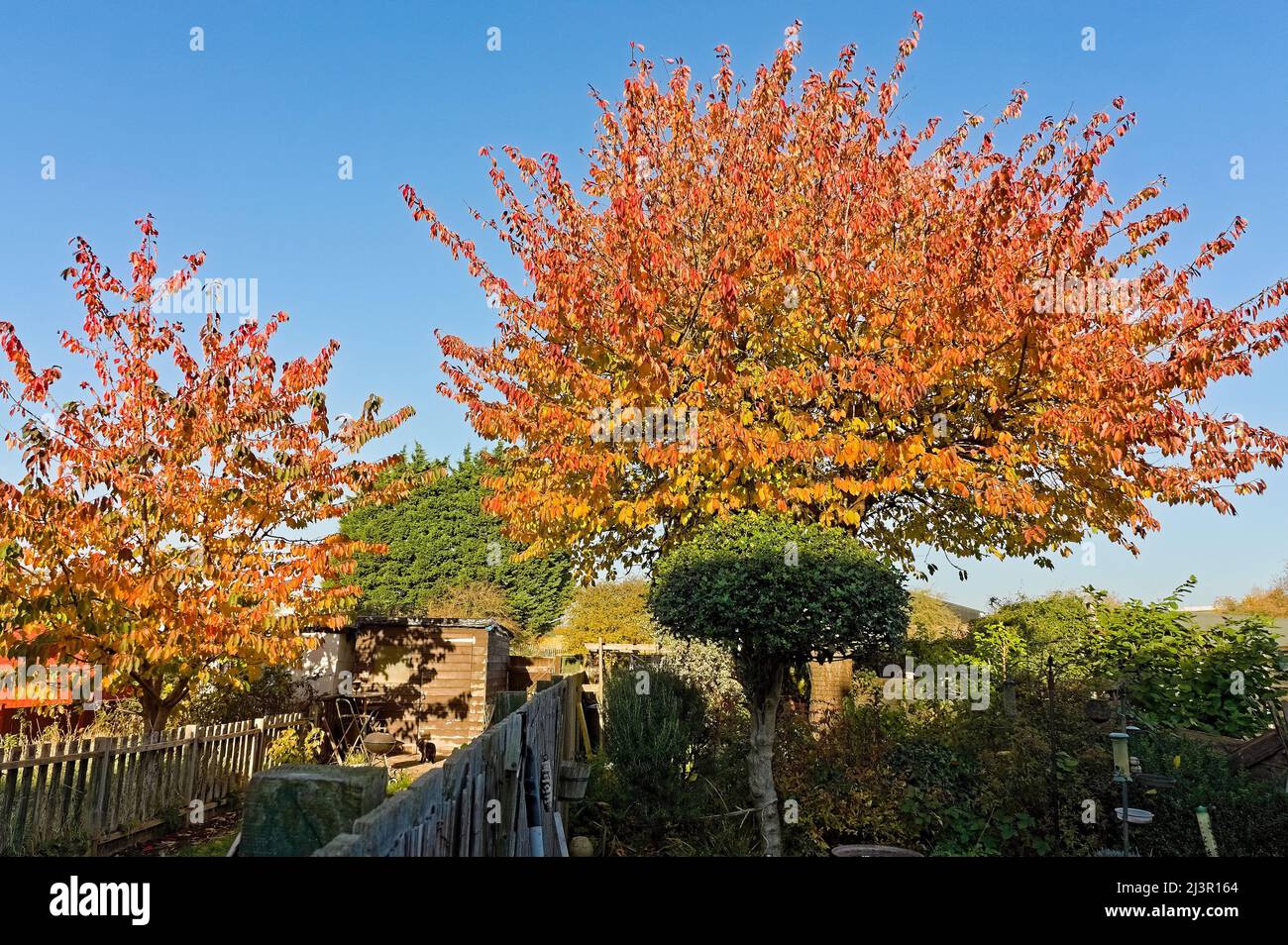 Cherry trees in fall color hi-res stock photography and images - Alamy