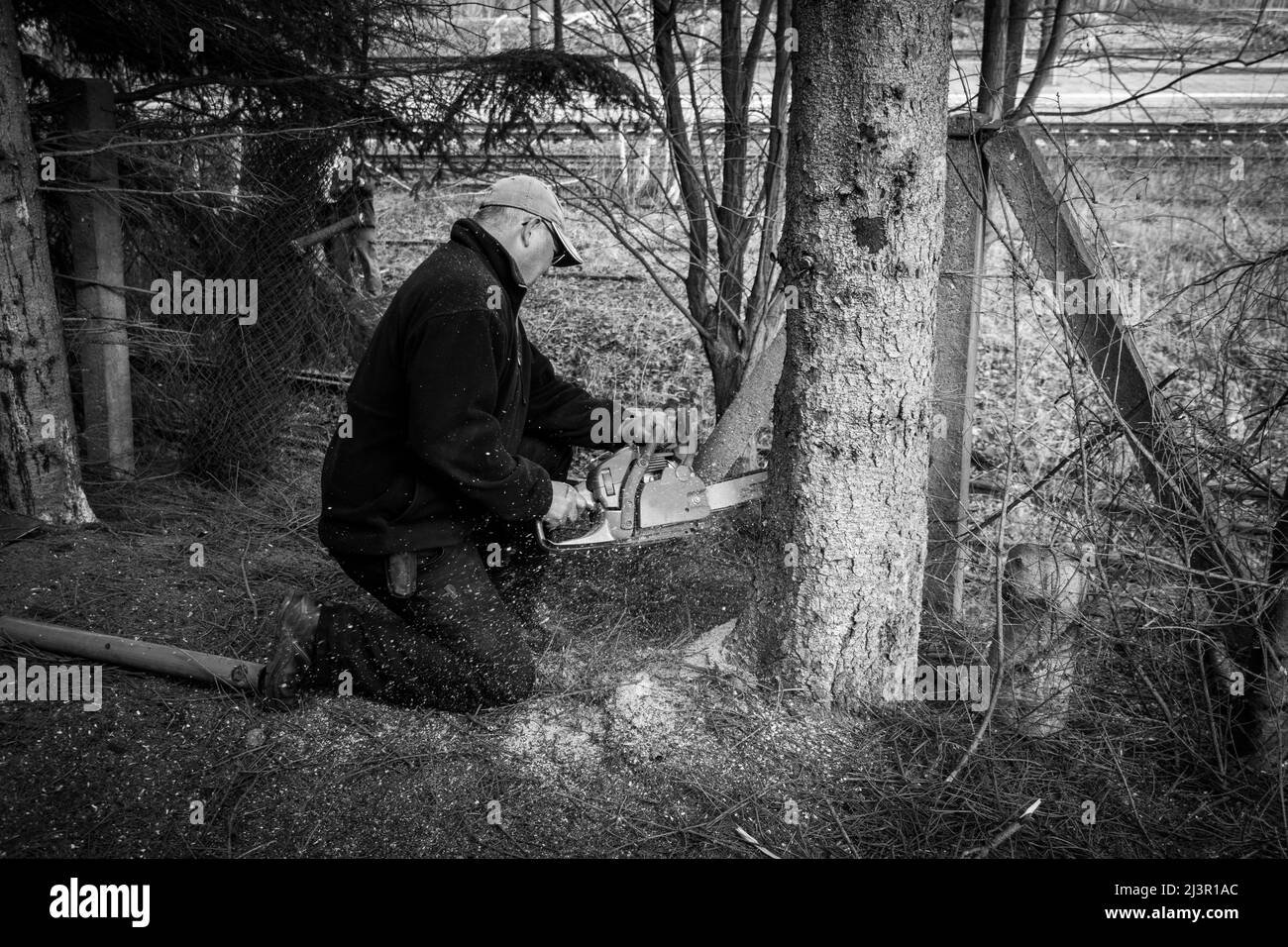 a man cuts a tree by the trunk with a chainsaw Stock Photo - Alamy
