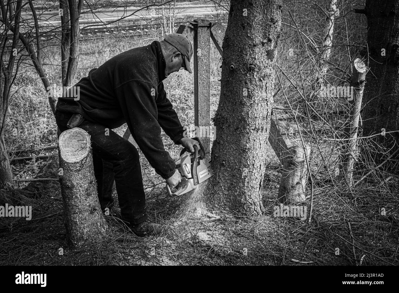 a man cuts a tree by the trunk with a chainsaw Stock Photo - Alamy
