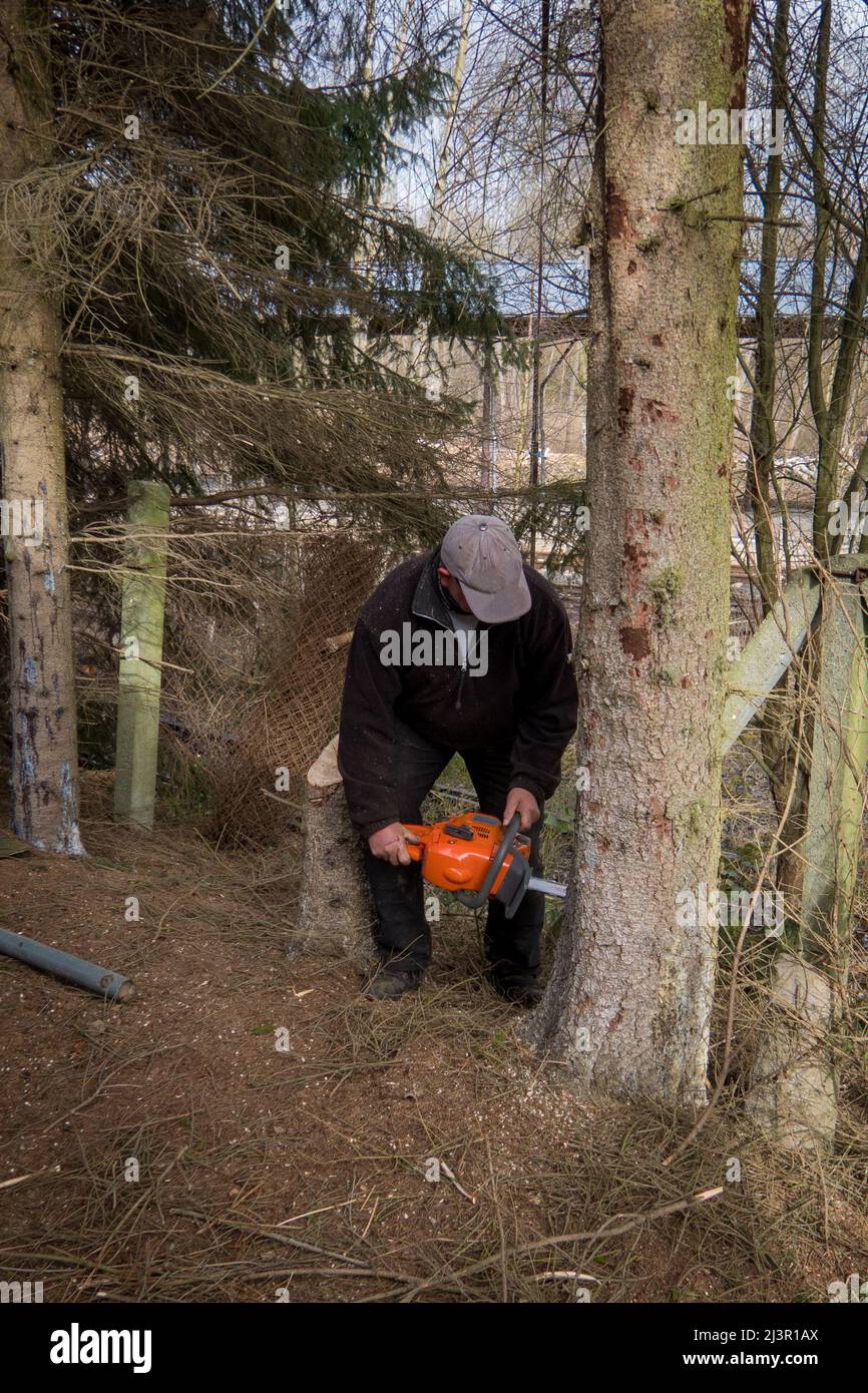 a man cuts a tree by the trunk with a chainsaw Stock Photo - Alamy