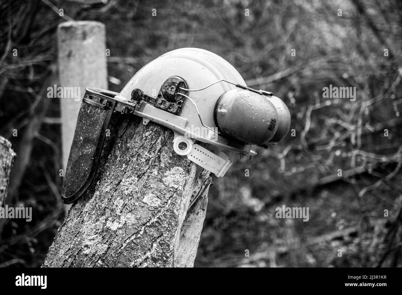 a hard hat with visor and hearing protection is stuck on a tree trunk ...