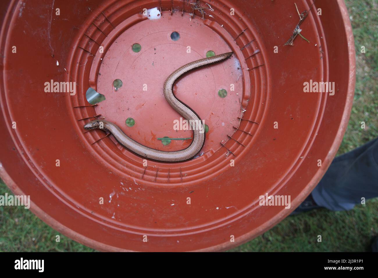 a young slow worm snake crawls in a red bucket Stock Photo - Alamy