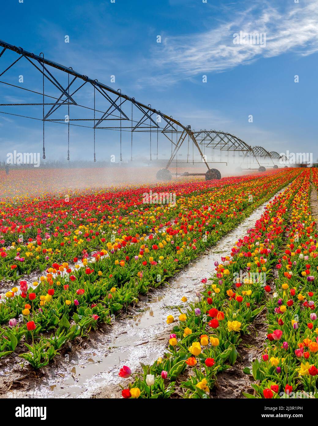 Vertical watering system hi-res stock photography and images - Alamy