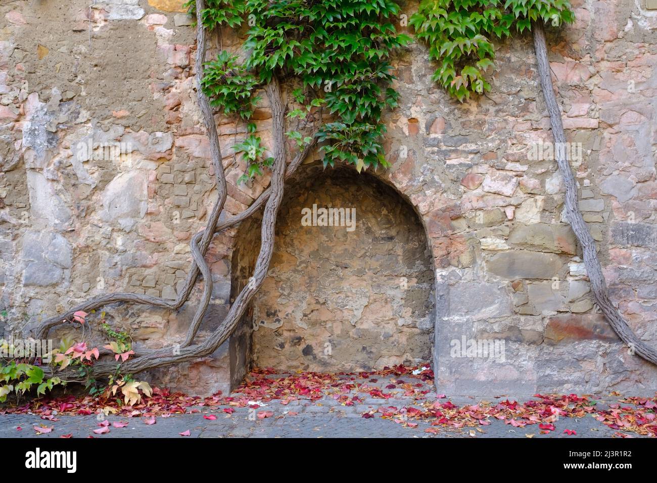 Young green loach stretches up against the background of a wall Stock ...