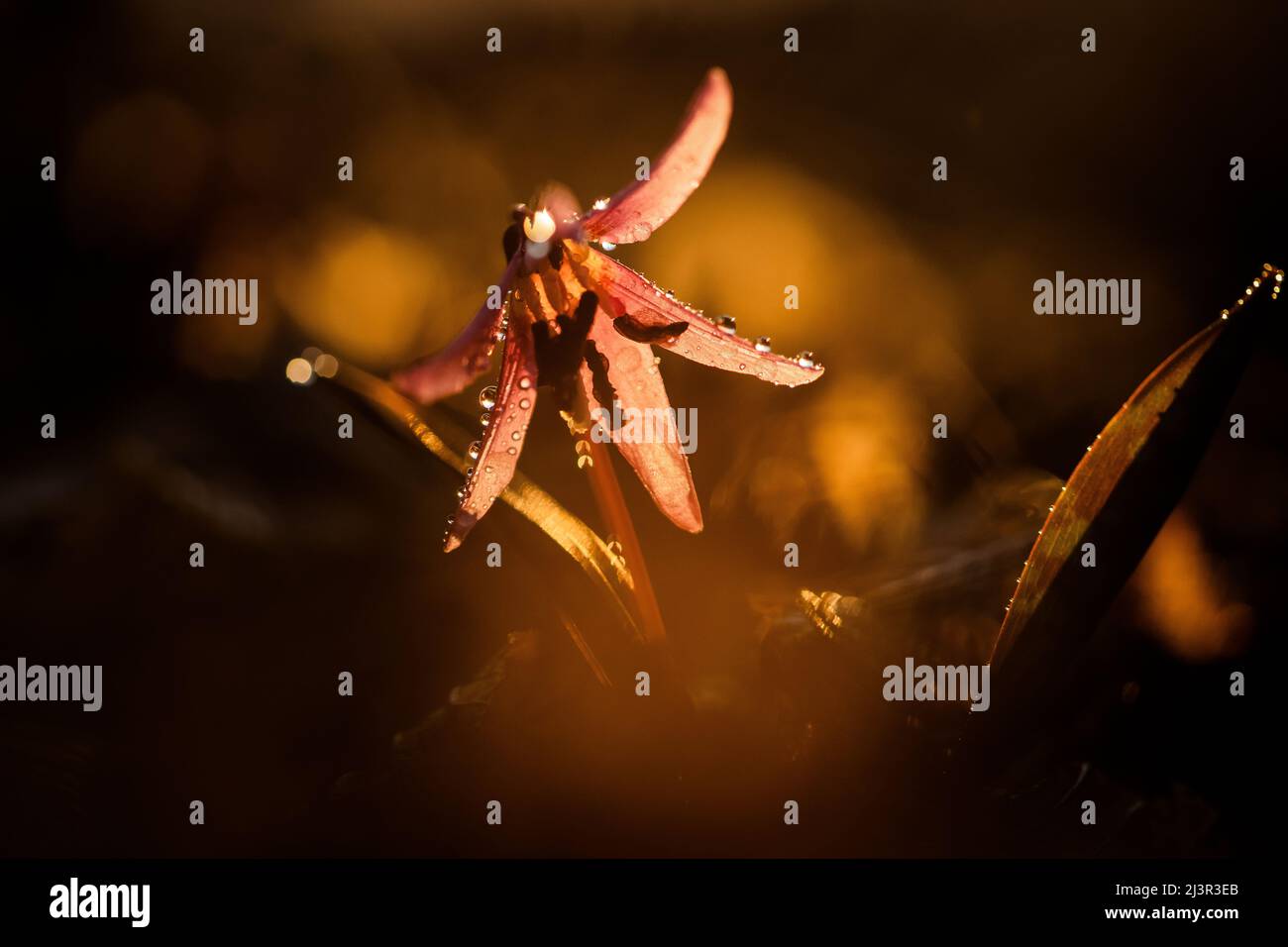 dogtooth violet or the dogs tooth violet, late winter or early spring ...