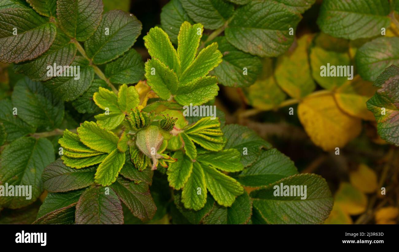 A green shoot of canker-rose briar with a closed flower bud against a ...