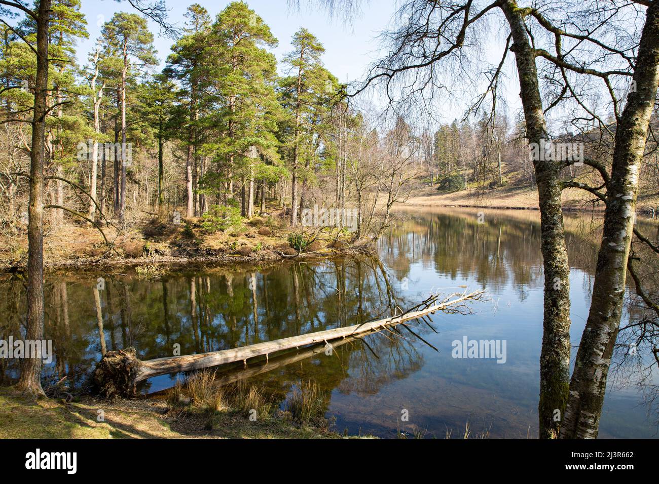 Landscape view of the lake and islands of Tarn Hows in The Lake ...