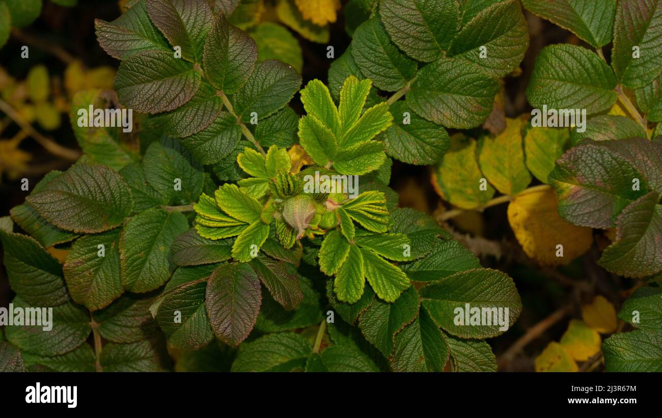 Canker rose hi-res stock photography and images - Alamy