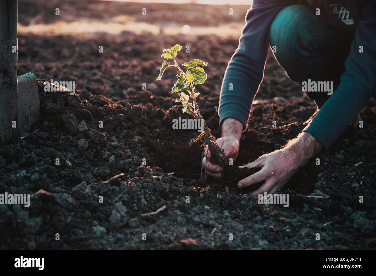 planting a tree in springtime new life concept Stock Photo - Alamy