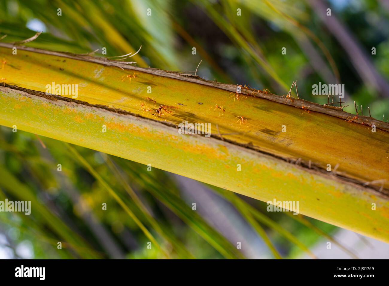 Insects in the palm trees hi-res stock photography and images - Alamy