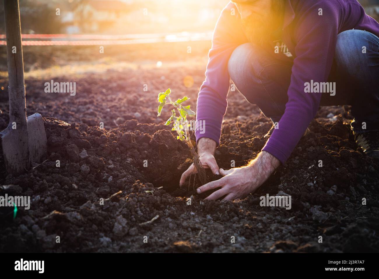 planting a tree in springtime new life concept Stock Photo - Alamy