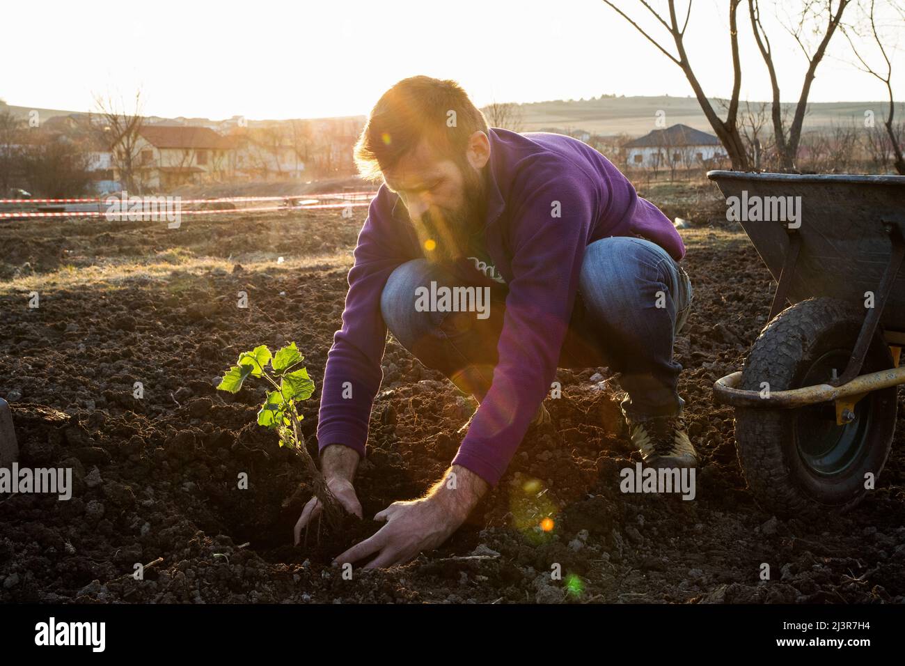 planting a tree in springtime new life concept Stock Photo - Alamy