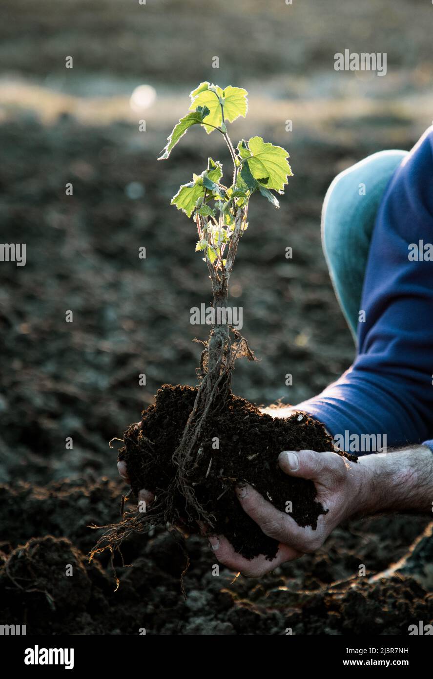 planting a tree in springtime new life concept Stock Photo - Alamy