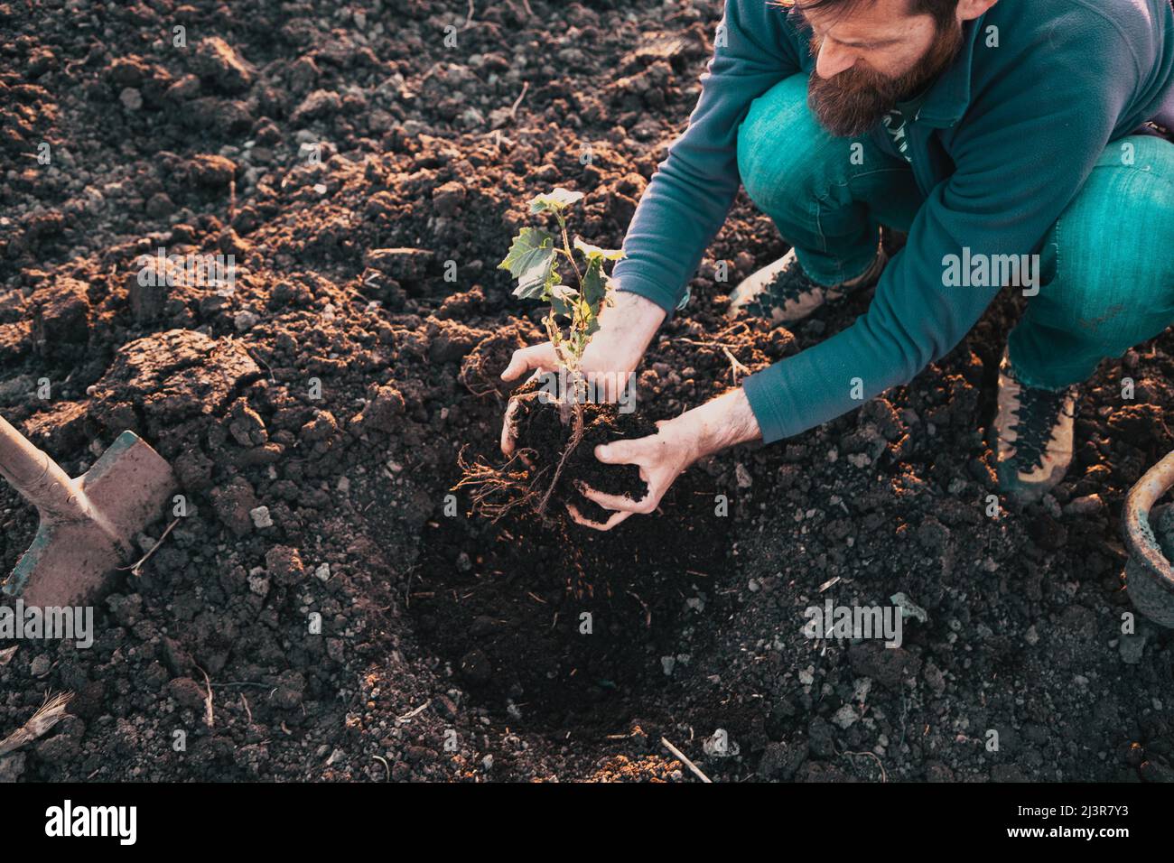 planting a tree in springtime new life concept Stock Photo - Alamy