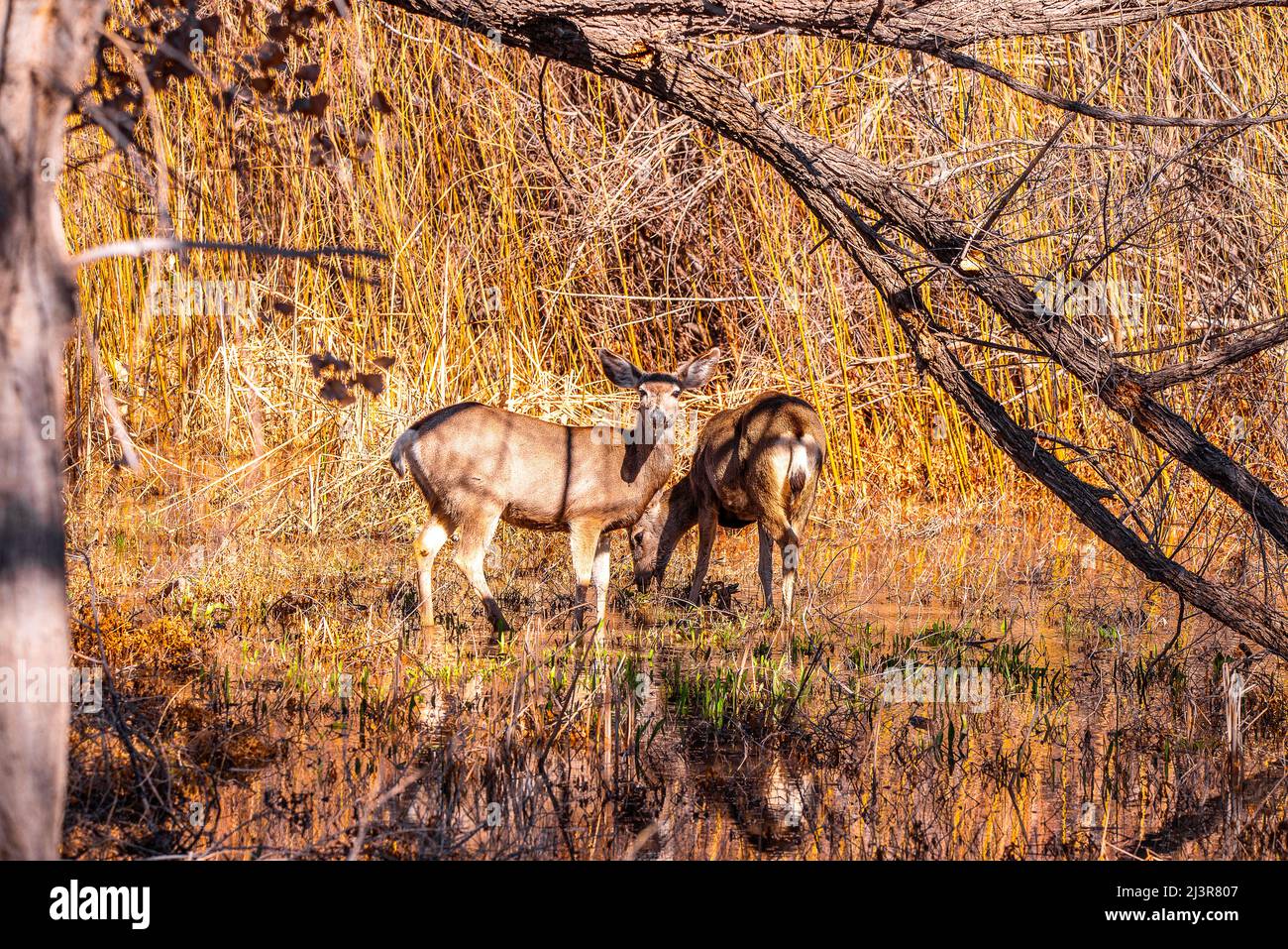 Bosque del apache sunset tree hi-res stock photography and images - Alamy