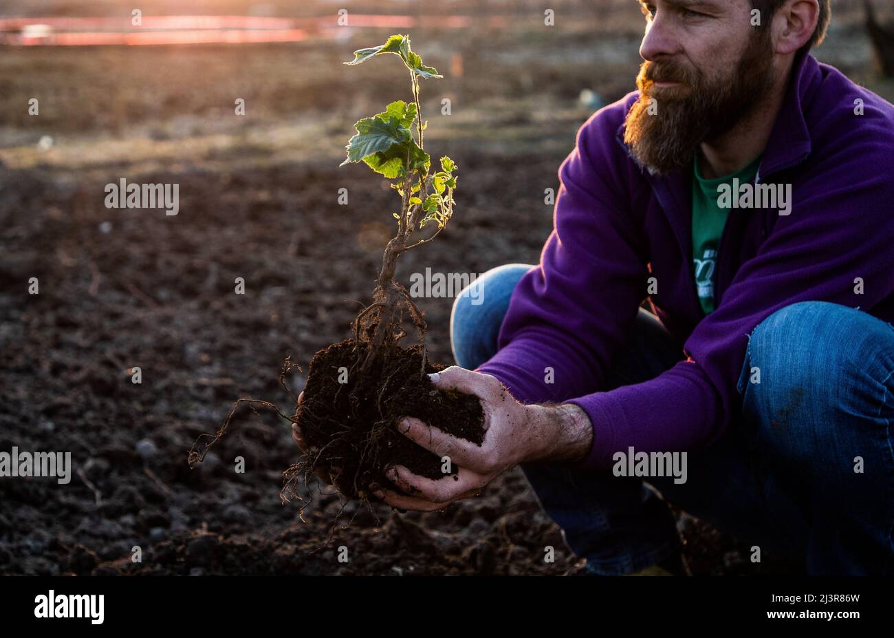 planting a tree in springtime new life concept Stock Photo - Alamy