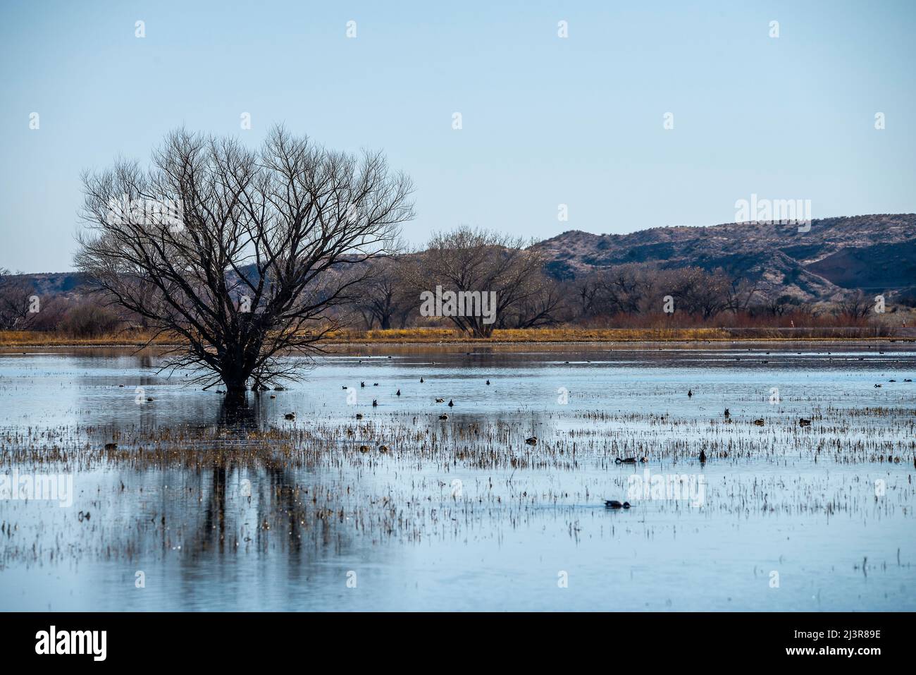 Bosque del apache sunset tree hi-res stock photography and images - Alamy