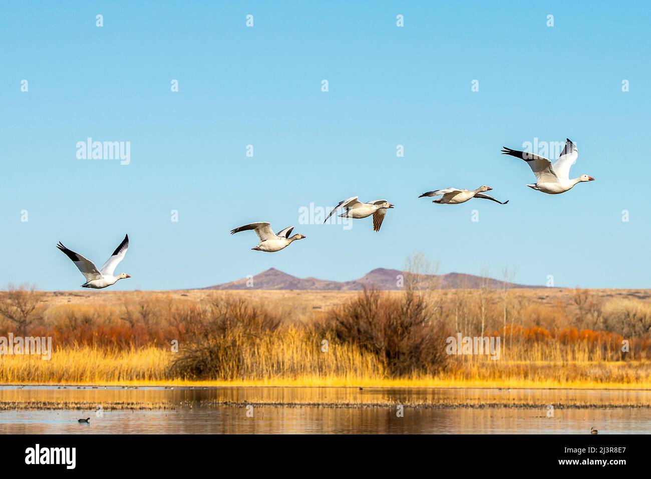 Birds and Foliage at Bosque Del Apache, New Mexico USA Stock Photo - Alamy