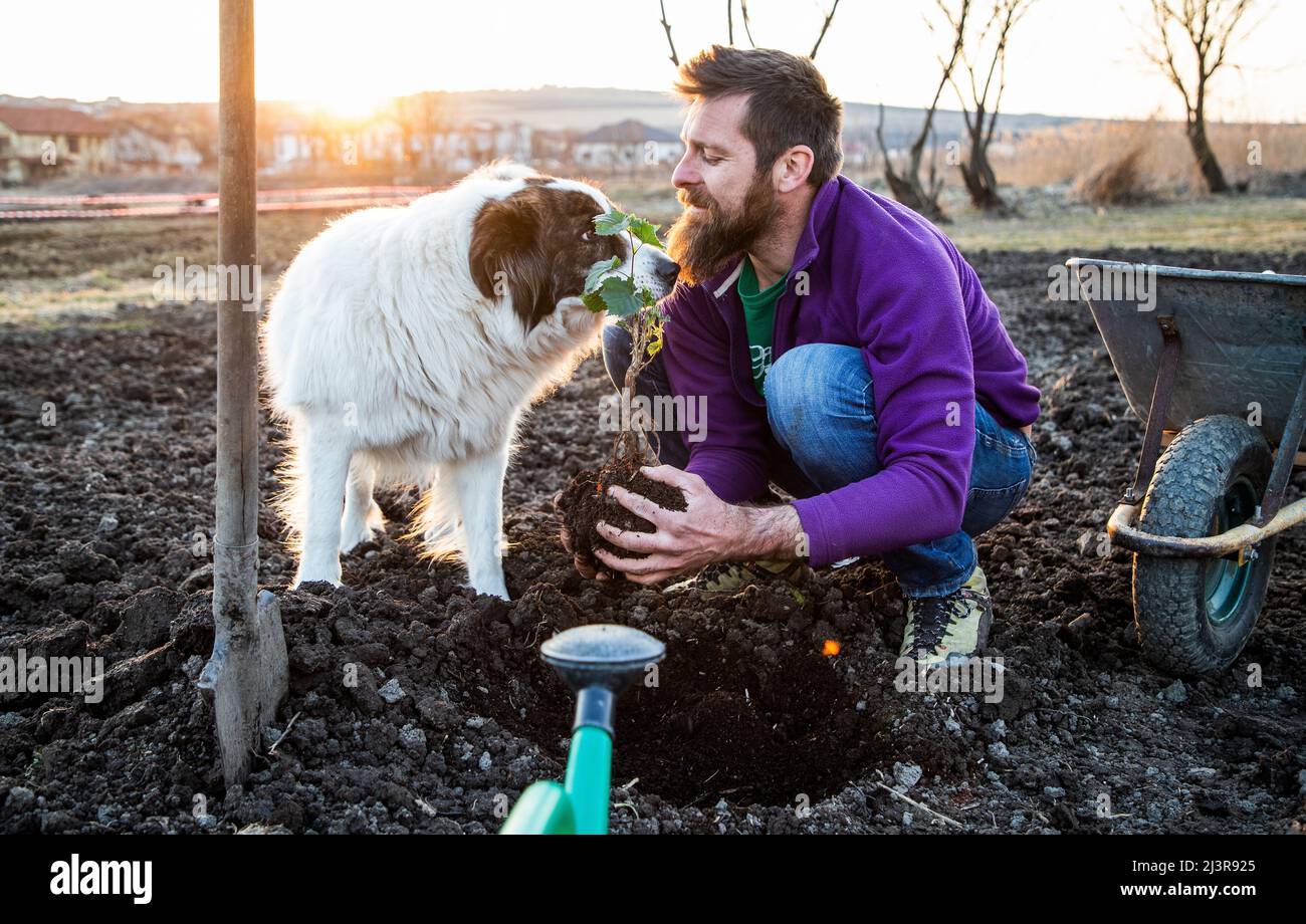 planting a tree in springtime new life concept Stock Photo - Alamy