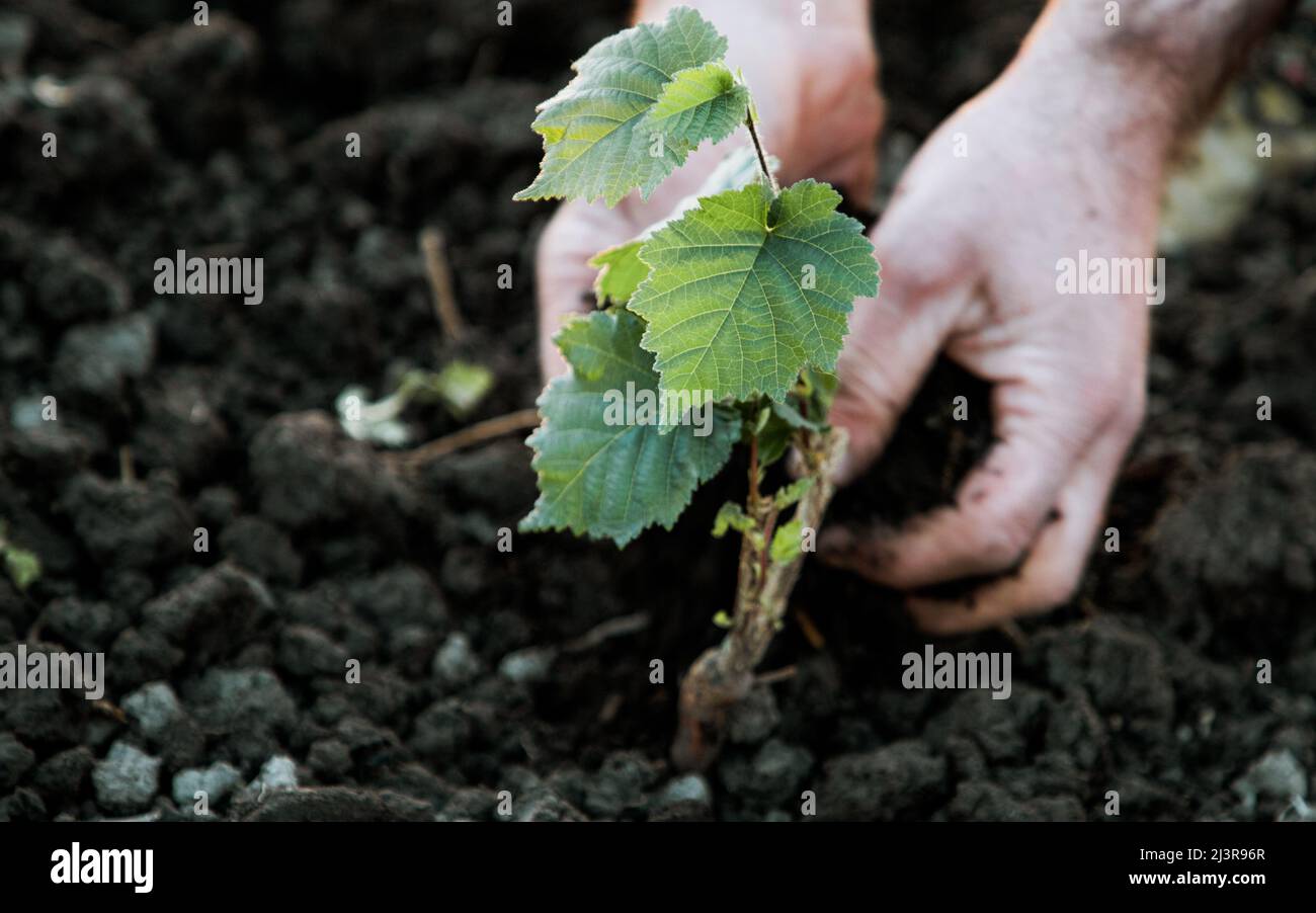 planting a tree in springtime new life concept Stock Photo - Alamy