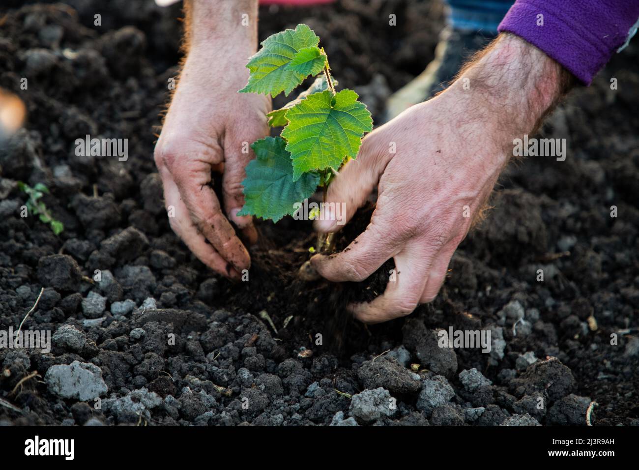 planting a tree in springtime new life concept Stock Photo - Alamy