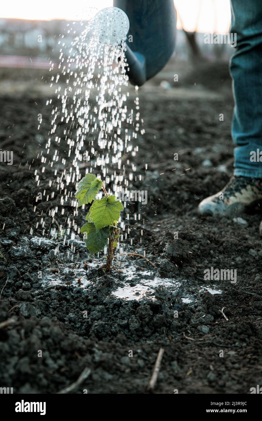 watering a freshly planted tree in springtime new life concept Stock ...