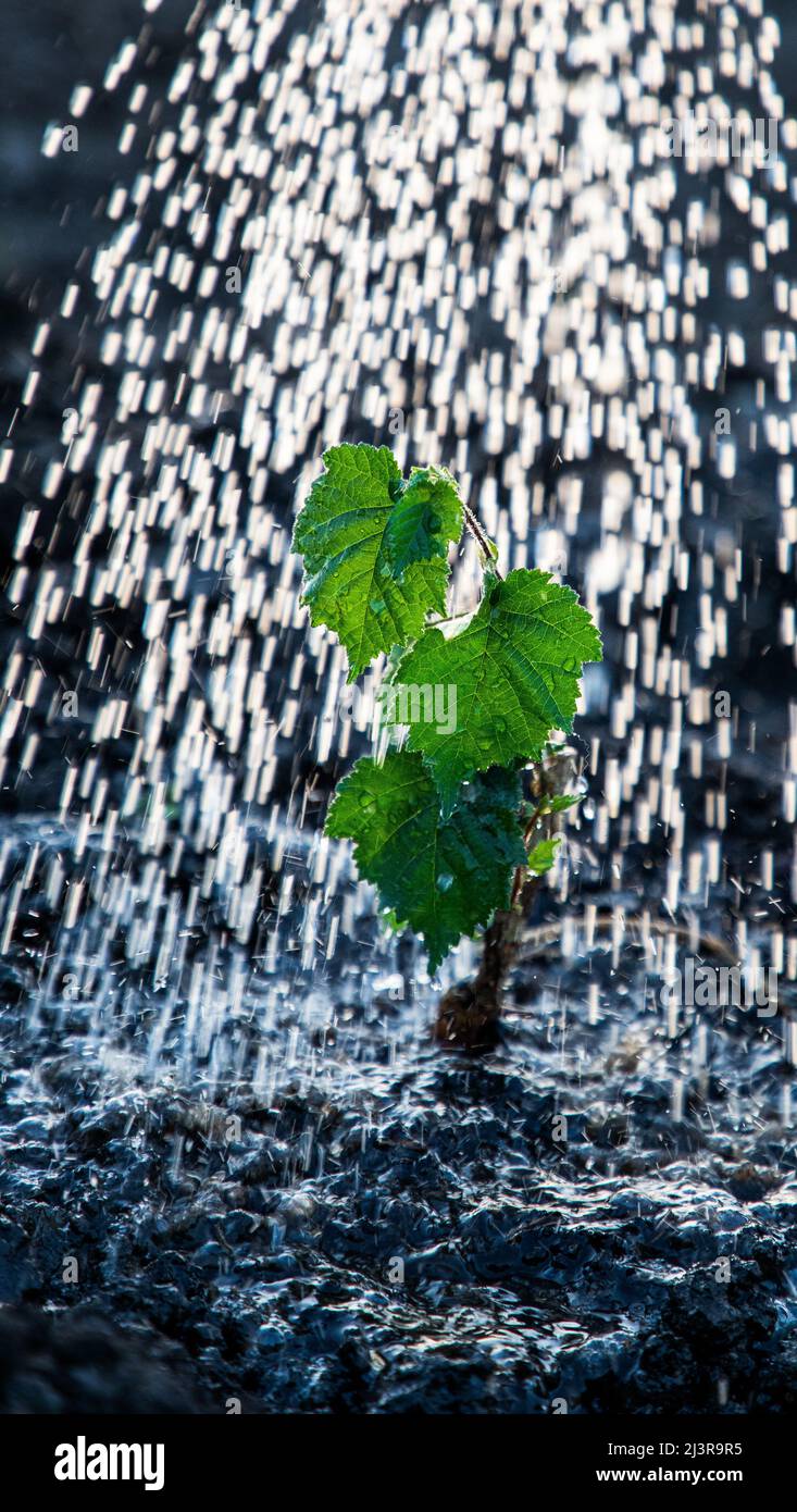 Watering newly planted tree garden hi-res stock photography and images ...