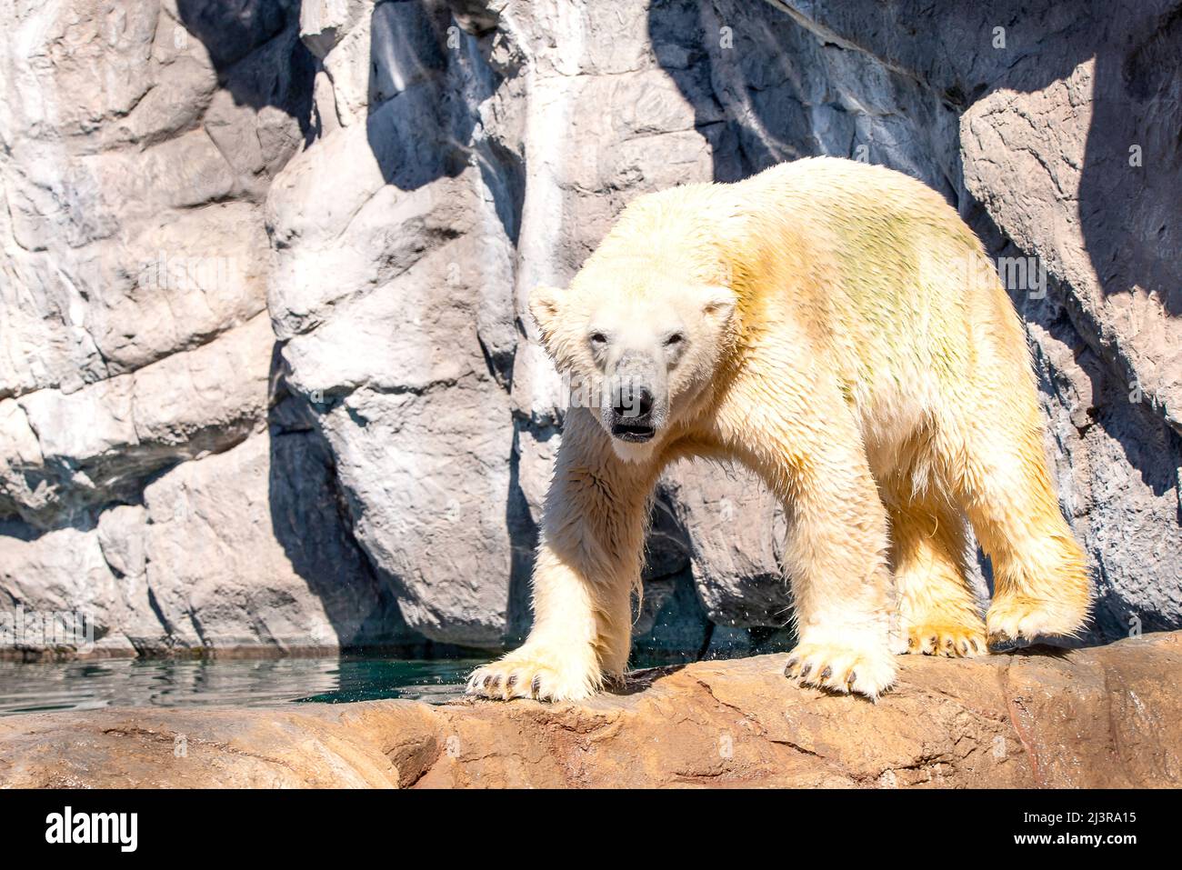 Polar bear hunt with cubs hi-res stock photography and images - Alamy