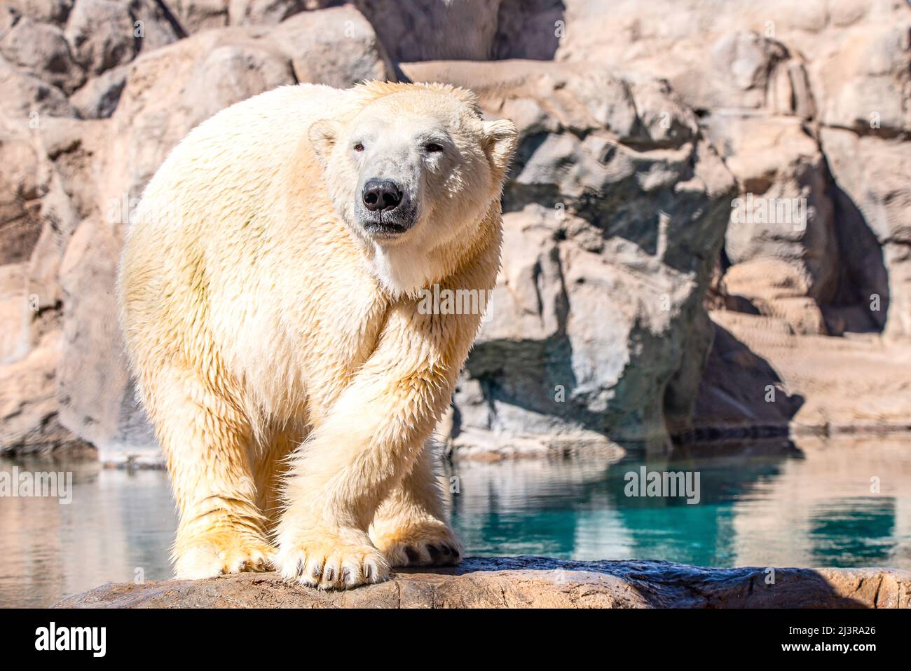 A Polar Bear at the Zoo Stock Photo - Alamy