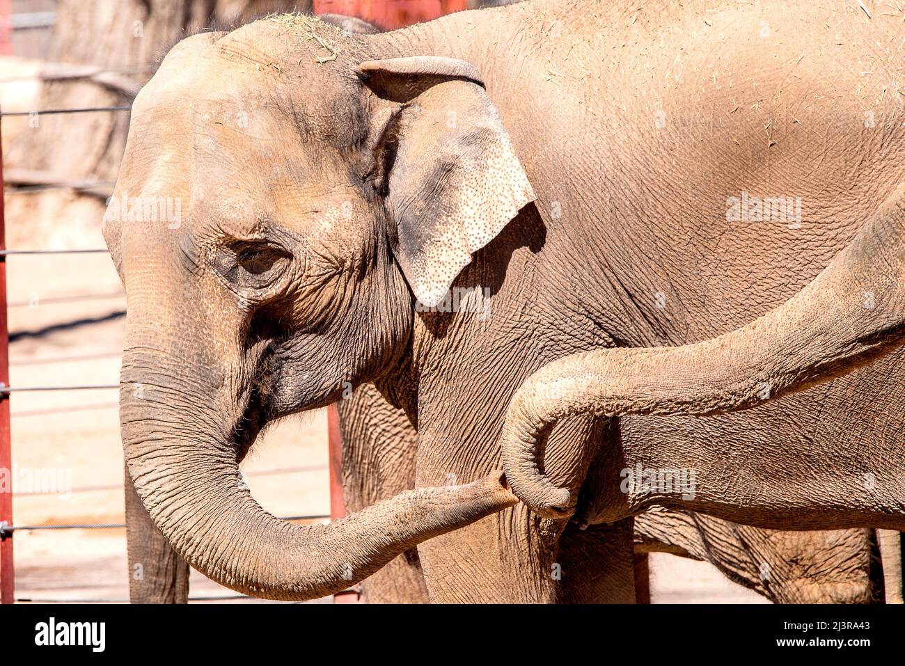 Elephants at the zoo Stock Photo - Alamy